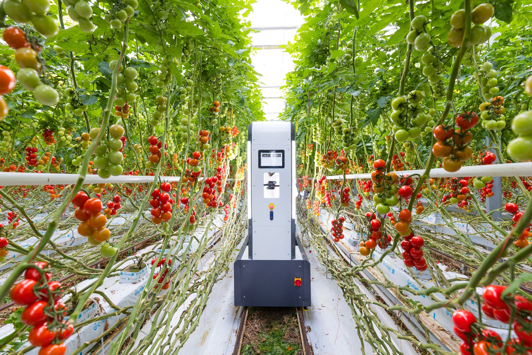 HarvAI®: A breakthrough in automated tomato harvesting | TTA-ISO